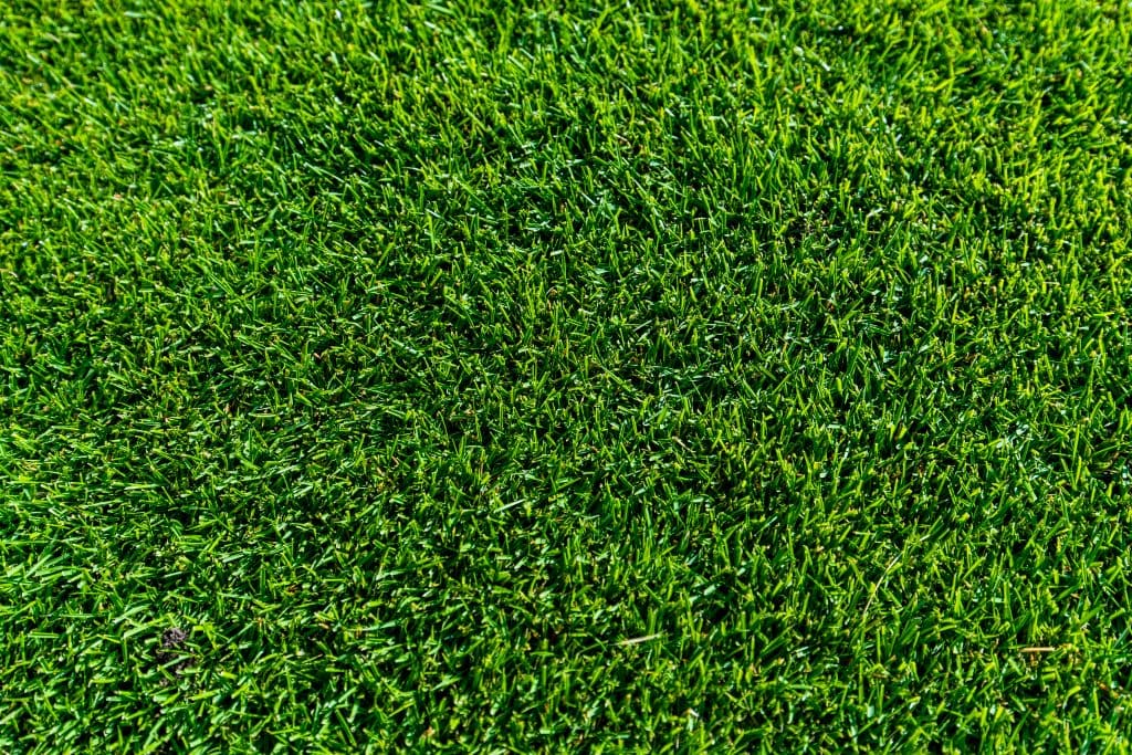 TifTuf Hybrid Bermuda | Andrews Turf Supplies in Sydney
