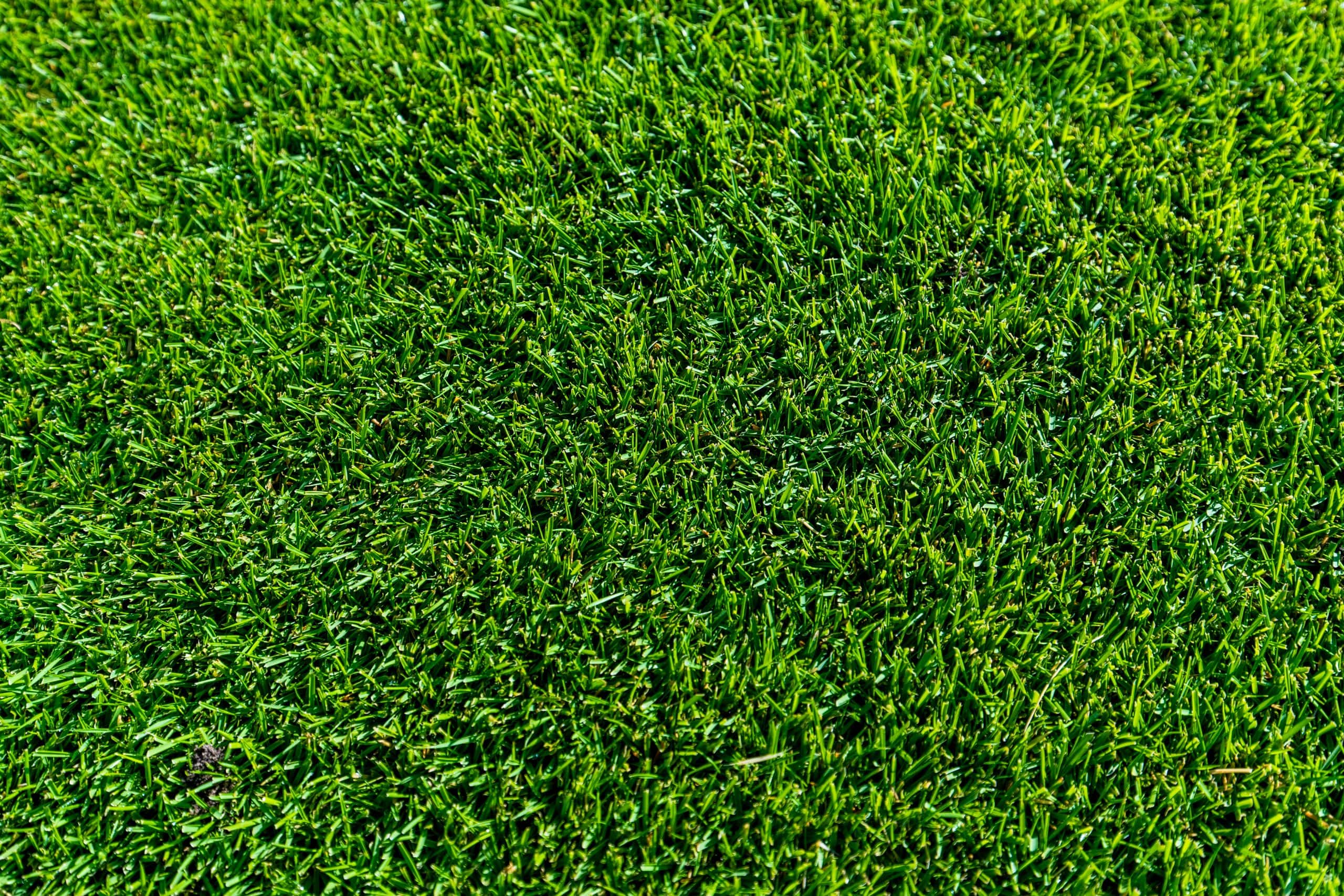 TifTuf Hybrid Bermuda | Andrews Turf Supplies in Sydney