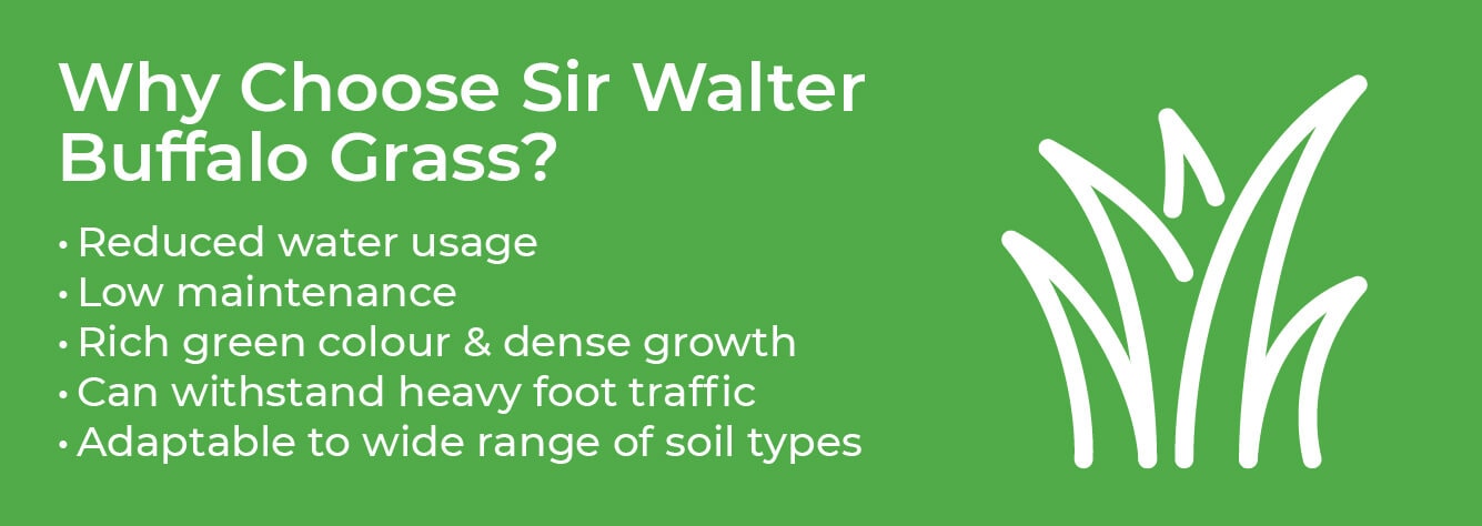 The Ultimate Guide: How To Fertilise Your Sir Walter Buffalo Lawn